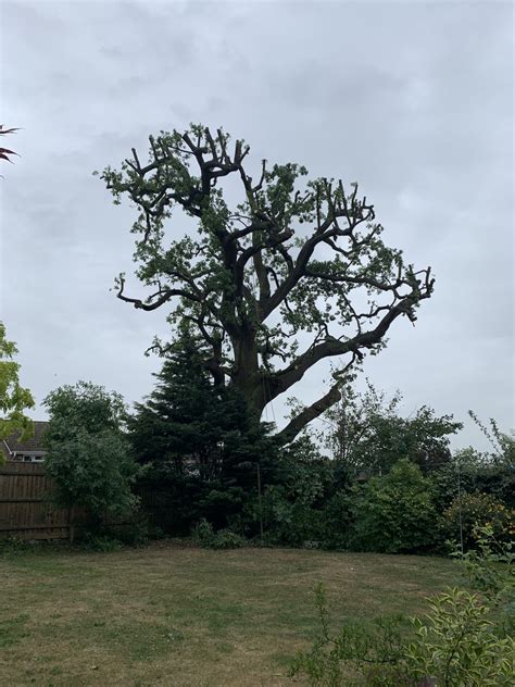 TPO Tree Preservation Order Acorn Trees