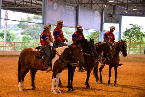 Conheça as principais pelagens do Mangalarga Marchador Cavalus