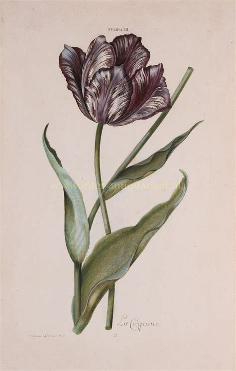 Tulp Originele Prent Antieke Gravure 18e Eeuw