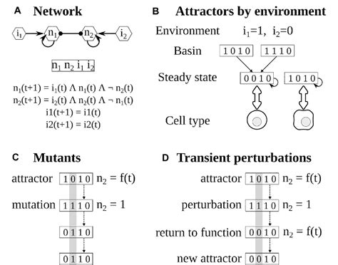 Figure 1 From Cyclic Attractors Are Critical For Macrophage Differentiation Heterogeneity And