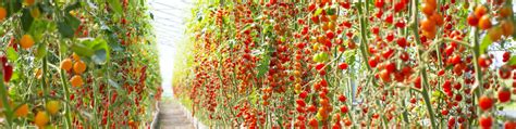 Органические удобрения в Краснодаре 2024 ВКонтакте