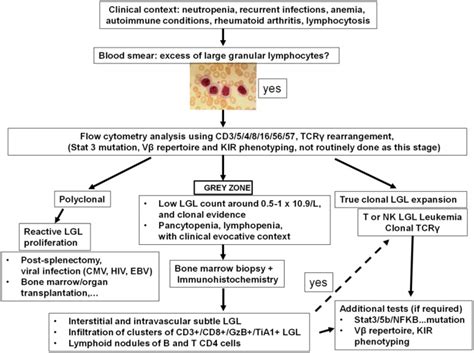 Lgl Leukemia Pathogenesis