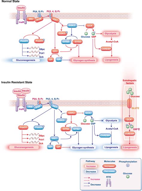 Hepatic Selective Insulin Resistance At The Intersection Of Insulin Signaling And Metabolic