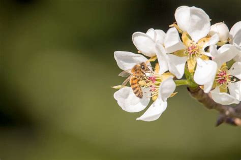 Pear Tree Pollination Suffolk Fruit And Trees The Fruit Tree