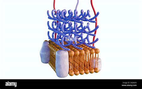 3d Rendering Of Gram Positive Bacteria Have A Thick Peptidoglycan Layer