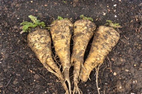 15 Of The Best Parsnip Varieties To Grow In Your Garden