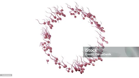정자 세포 흐름 3d 렌더링 흰색 배경에 격리된 정자 정자에 대한 스톡 사진 및 기타 이미지 정자 3차원 형태 자궁