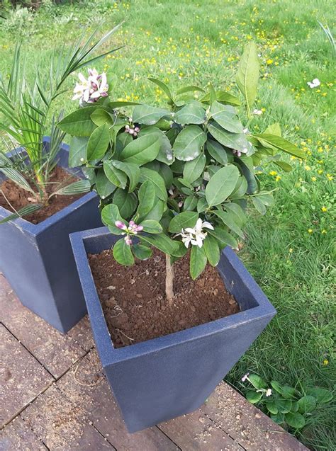 Culture Du Citronnier En Pot