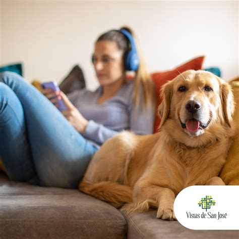 Los Amigos De Cuatro Patitas También Vistas De San José