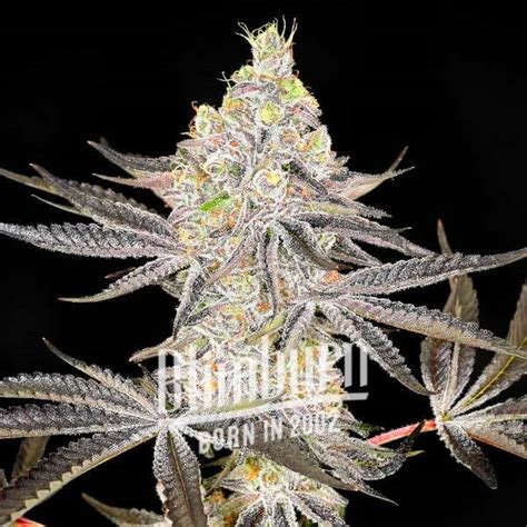 Super Boof Seeds 28 Thc Buy Feminized Seeds