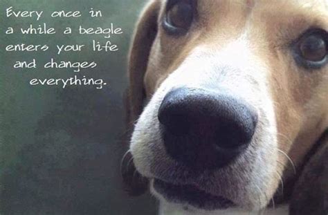 12 Best Beagle Quotes And Sayings