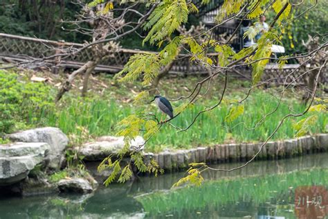 春分节气知多少如何才能缓解春困 四川在线