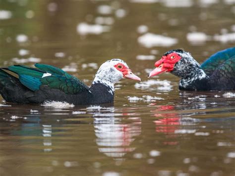 Female Muscovy Ducks Male Vs Female Identification Birdfact