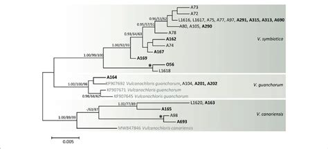 Phylogenetic Hypothesis Unrooted Tree Of Vulcanochloris Resulting Download Scientific