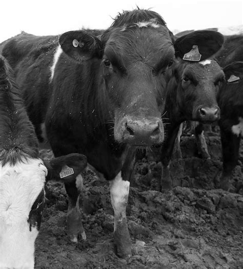 Premium Photo Cows On Farm