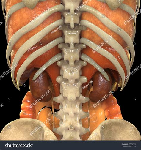 Human Body Organs Lungs Liver Large Stock Illustration 433707190