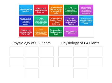 Describe The Physiological Differences Between C Plant And C Plant Group Sort