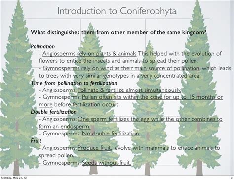 Coniferophyta