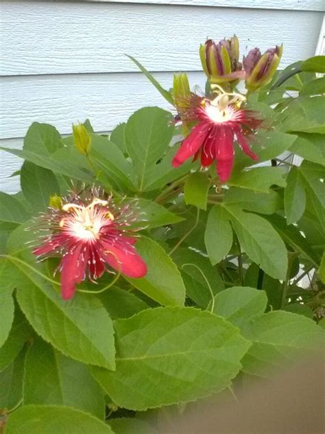 Plantfiles Pictures Passiflora Passion Flower Passion Vine Lady