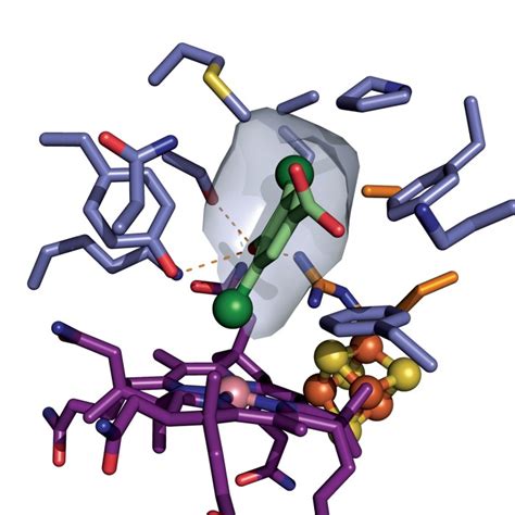 Reductive Dehalogenase Structures Solved