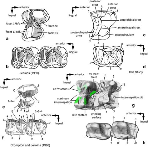 Molar Morphology Howard Farran On X Dental Anatomy Maxillary Right