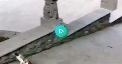 Cat Vs Squirrel Album On Imgur