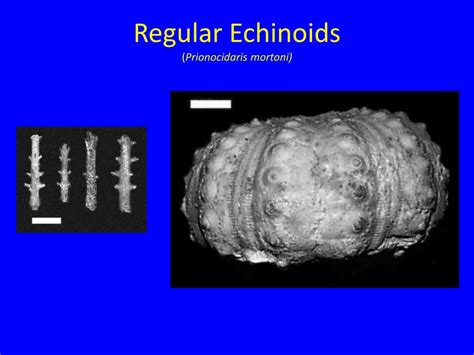 Ppt Echinoids And Paleoecology Powerpoint Presentation Free Download