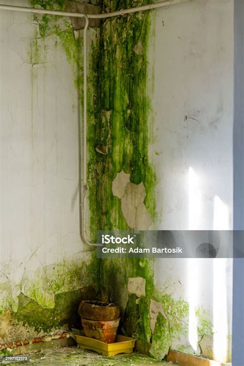 콘크리트 질감 균열과 긁힌 자국이 있는 오래 된 벽 오래된 버려진 건물의 벽에 페인트가 벗겨지고 있습니다 습기에 의한 페인트 및 석고의 파괴 벽에 녹색 곰팡이와 곰팡이 0