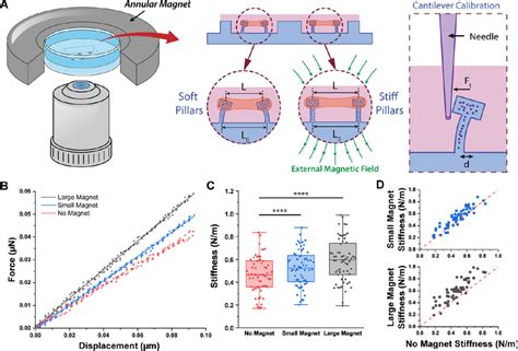 Calibration Of Cantilevers In Mre Cmt Platform A An Annular Magnet Is Download Scientific