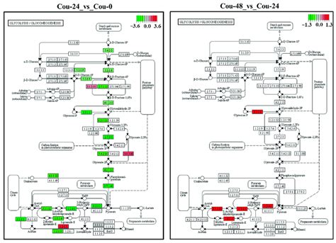 KEGG Analysis Of The Changes In The Glycolysis Gluconeogenesis Pathway