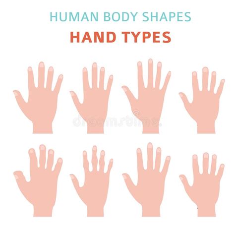 Human Body Shapes Male Figures Types Set Stock Vector Illustration