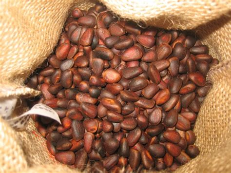 Орехи кедровые в дар Санкт Петербург Дарудар