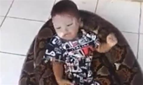 Indonesian Boy Relaxes In The Giant Coils Of A Deadly Python Daily
