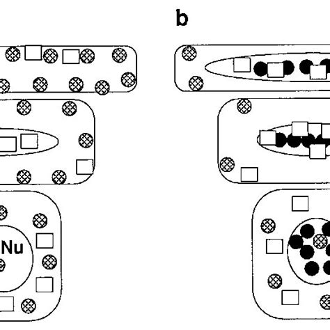 Loricrin And The Sites Of Insertion Mutations In Loricrin Keratoderma