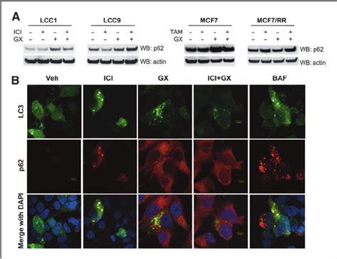 Gx15 070 Results In Lc3 And P62 Accumulation A Lcc1 Lcc9 Mcf7 And