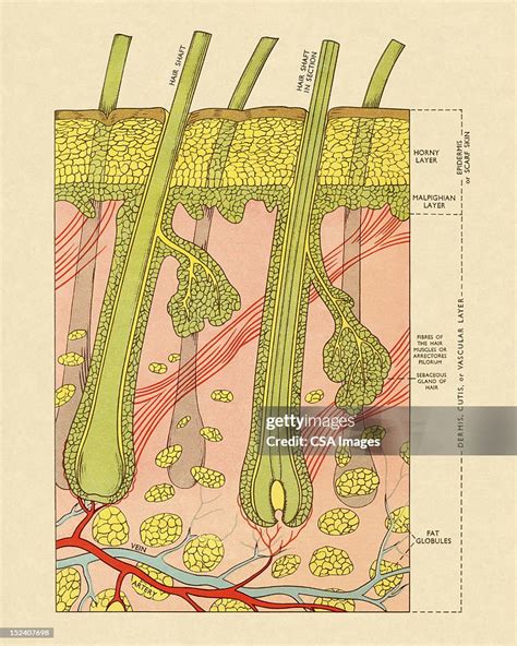 Cross Section Of Skin With Hair Follicles High Res Vector Graphic