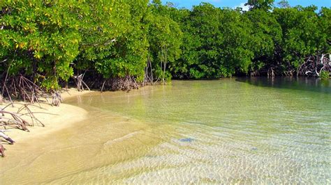 St Thomas Mangrove Lagoon Cas Cay Kayak Hike And Snorkel 3 Hour Red