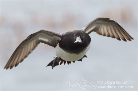 Drake Lesser Scaup In Flight Head On Daniel Lim Photography