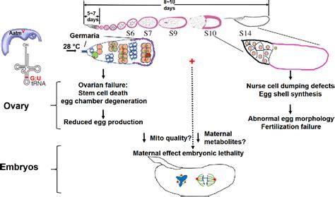 Figure 1 From Incompatibility Between Mitochondrial And Nuclear Genomes During Oogenesis Results