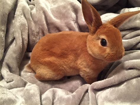2477 Best Rbunnies Images On Pholder Oscar