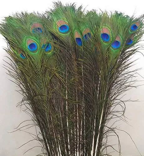 Green Mor Pankh Peacock Feather At ₹ 7piece In Mumbai Id 2852106072873