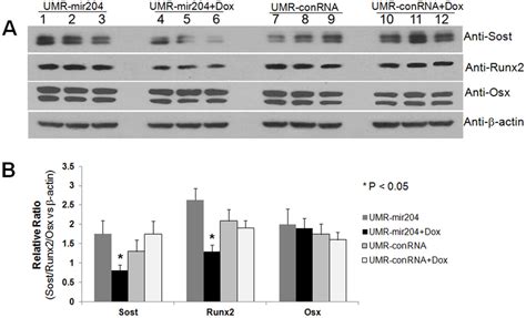 Expression Of Mir 204 In Umr Cells Attenuates Sost And Runx2 But Not