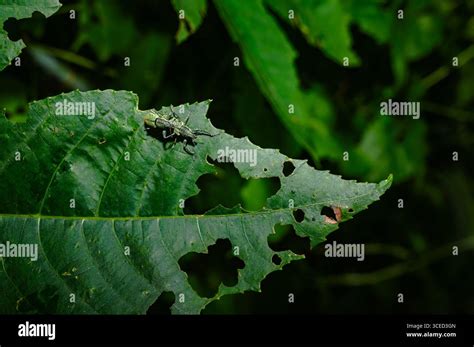 A Pair Of Green Immigrant Leaf Weevils Polydrusus Formosus Was