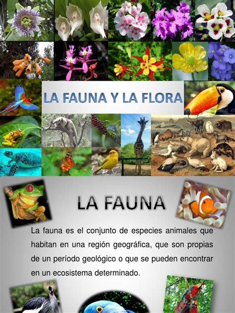 La Fauna Y La Flora Diapositivas