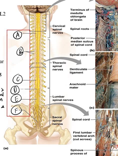 Spinal Column Diagram Quizlet
