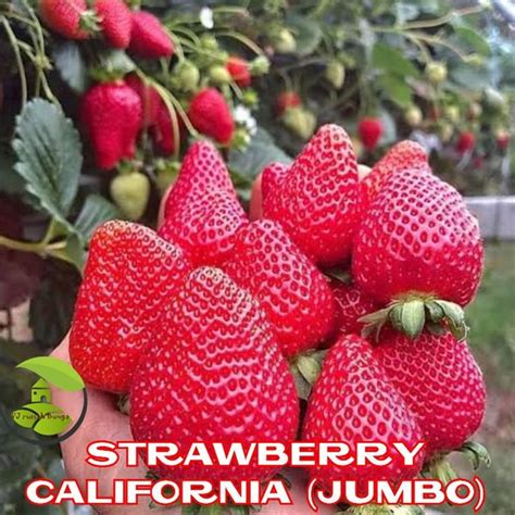 Jual Benih Buah Strawberry Jumbo California Genjah Benih Bibit