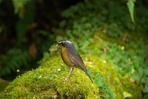 All Wild White Browed Bush Robin My Lifer
