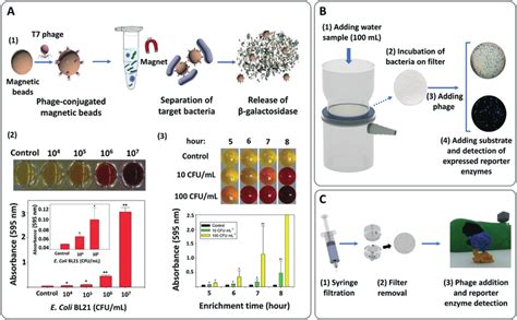 Approaches To Improve The Limit Of The Detection Of Phage Based Download Scientific Diagram