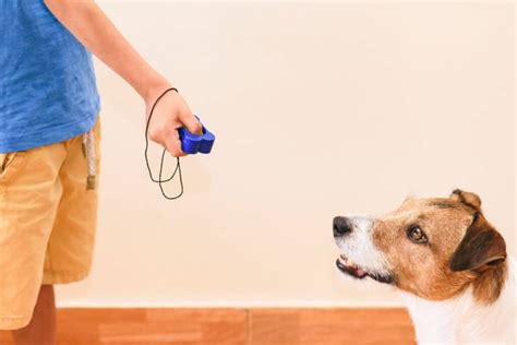 20 viktiga hundkommandon att lära din hund Hund24
