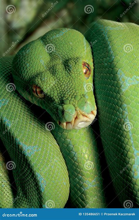 Patient Predator Stock Image Image Of Poisonous Yellow 135486651